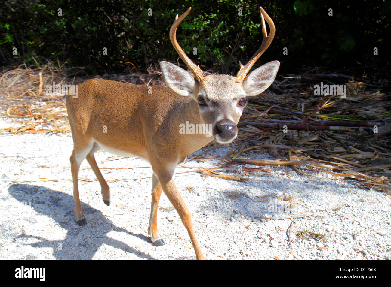 Florida Florida Keys,No Name Key,key deer,endangered,male,crossing road ...