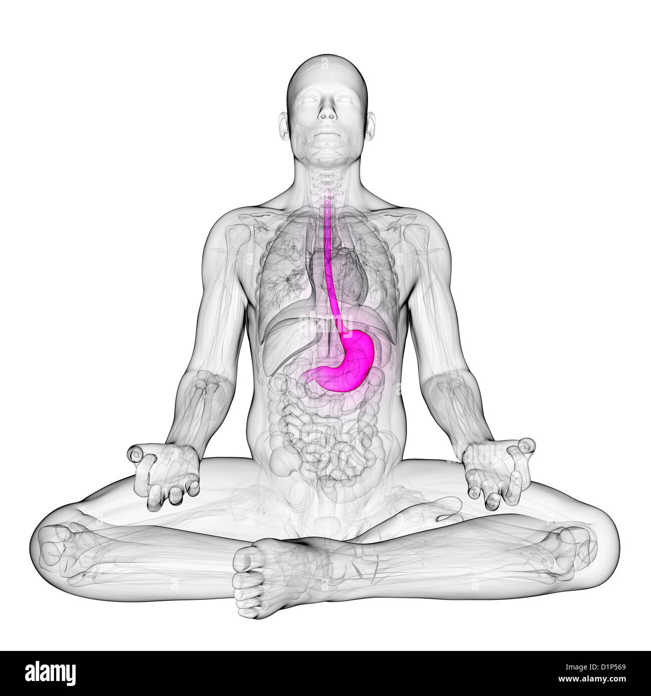 Full stomach hi-res stock photography and images - Alamy