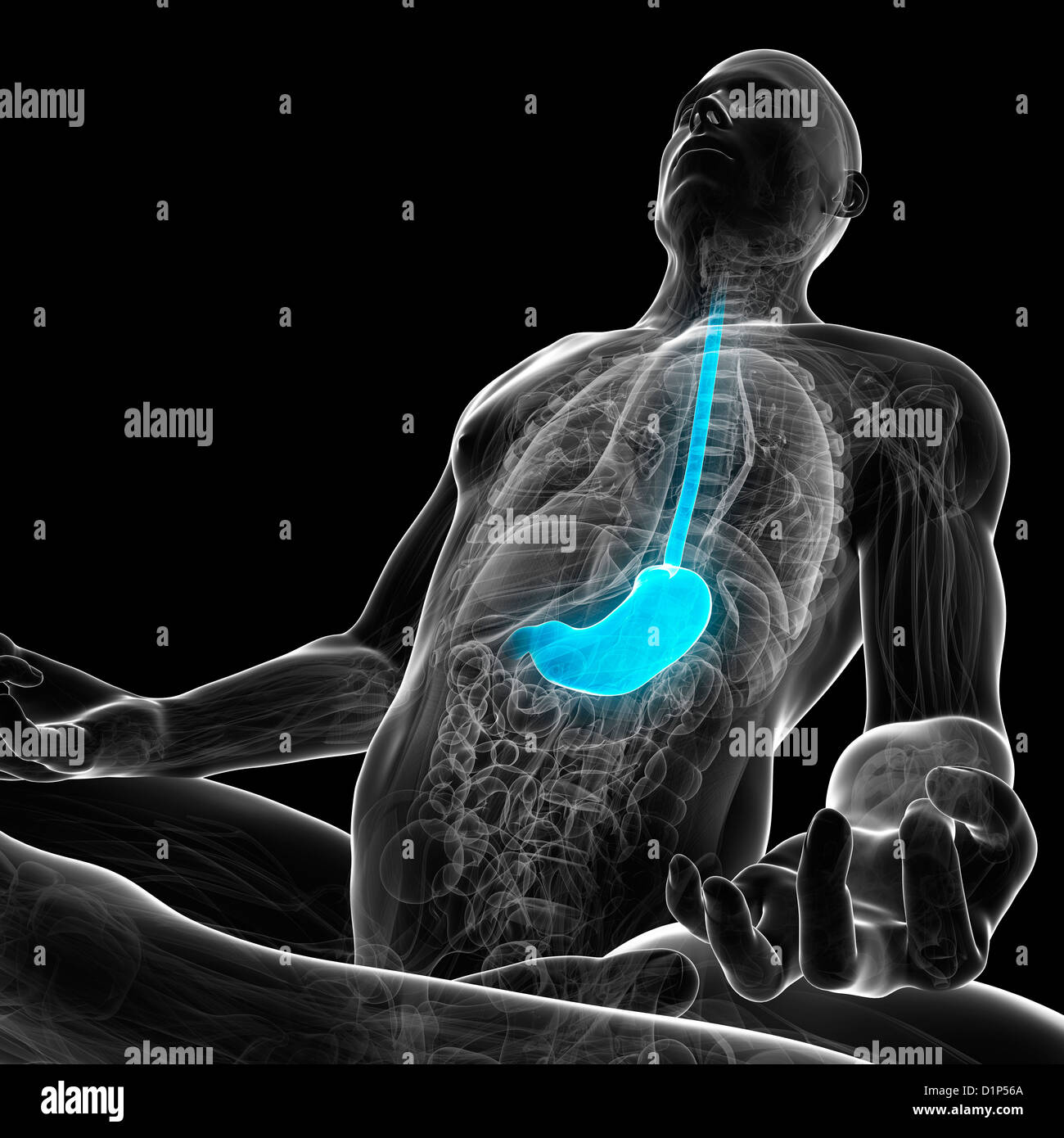 Healthy stomach, artwork Stock Photo - Alamy