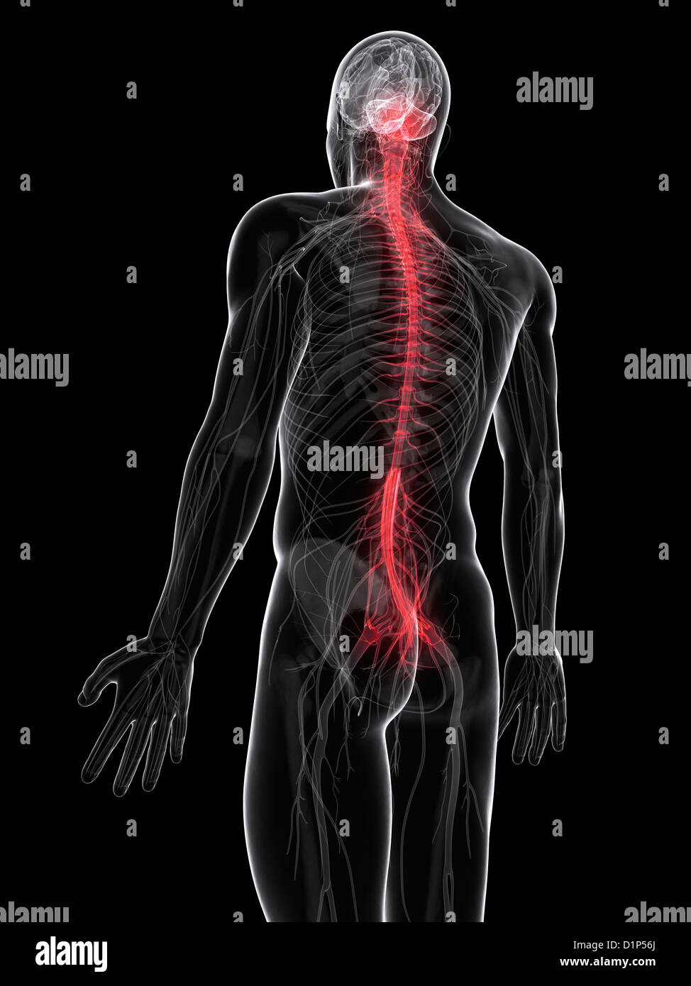 Back pain, conceptual artwork Stock Photo - Alamy