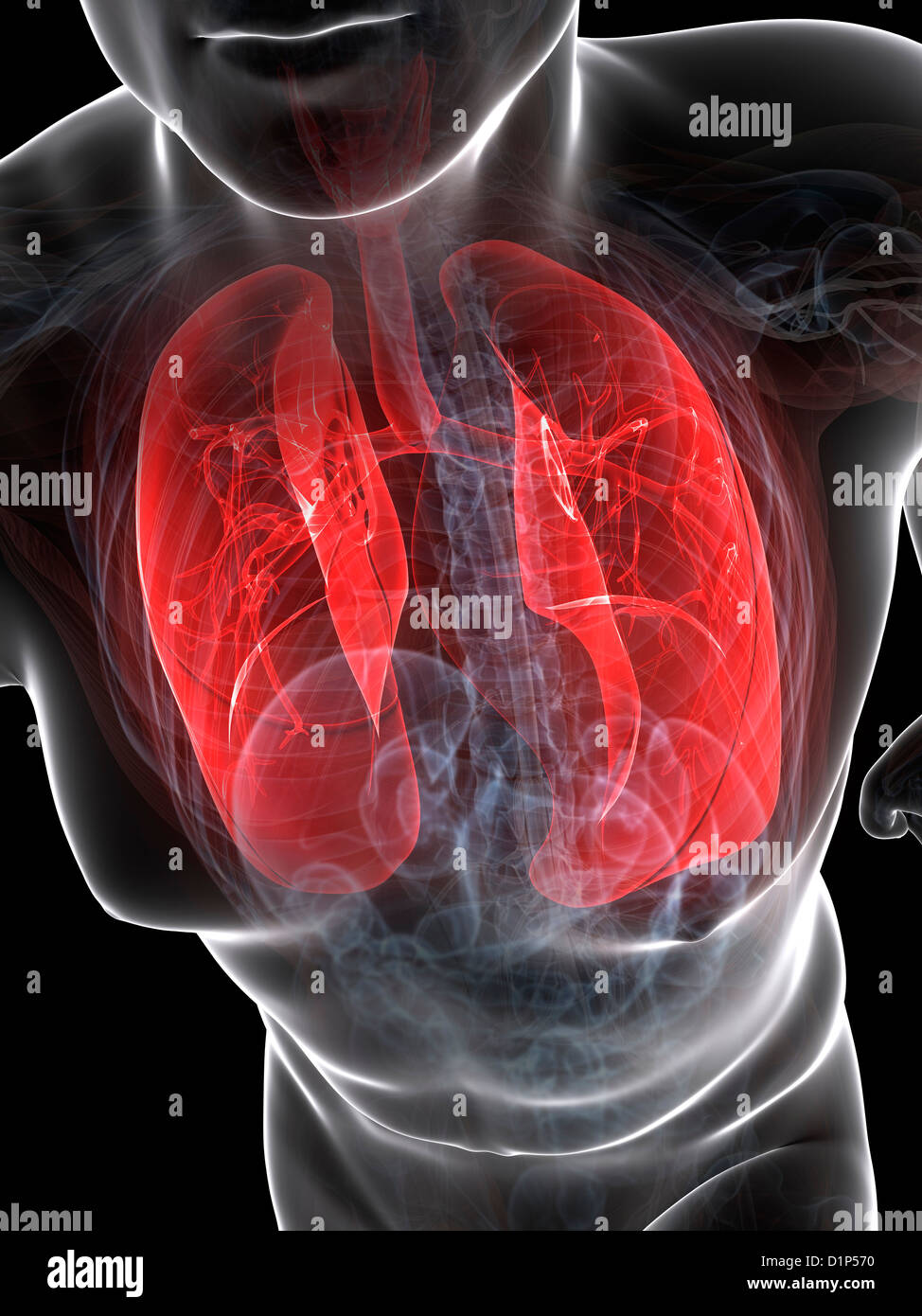 Healthy lungs, artwork Stock Photo - Alamy