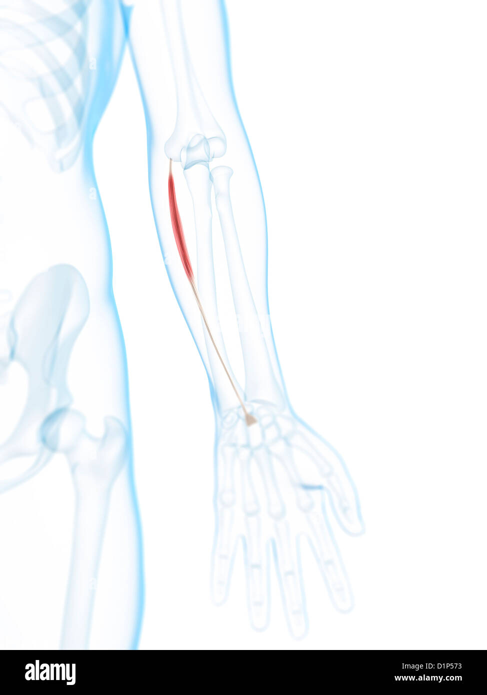 Arm muscle anatomy hi-res stock photography and images - Alamy