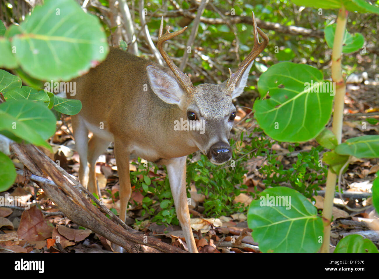 Florida Florida Keys,No Name Key,key deer,endangered,male,rack,horns,by ...