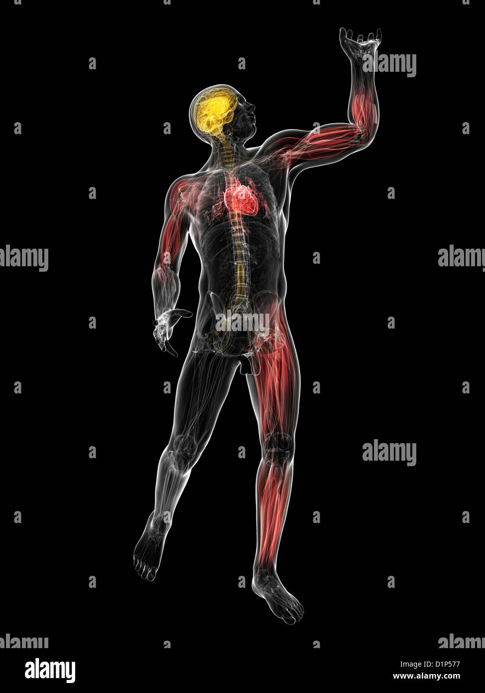 Human male anatomy artwork hi-res stock photography and images - Alamy