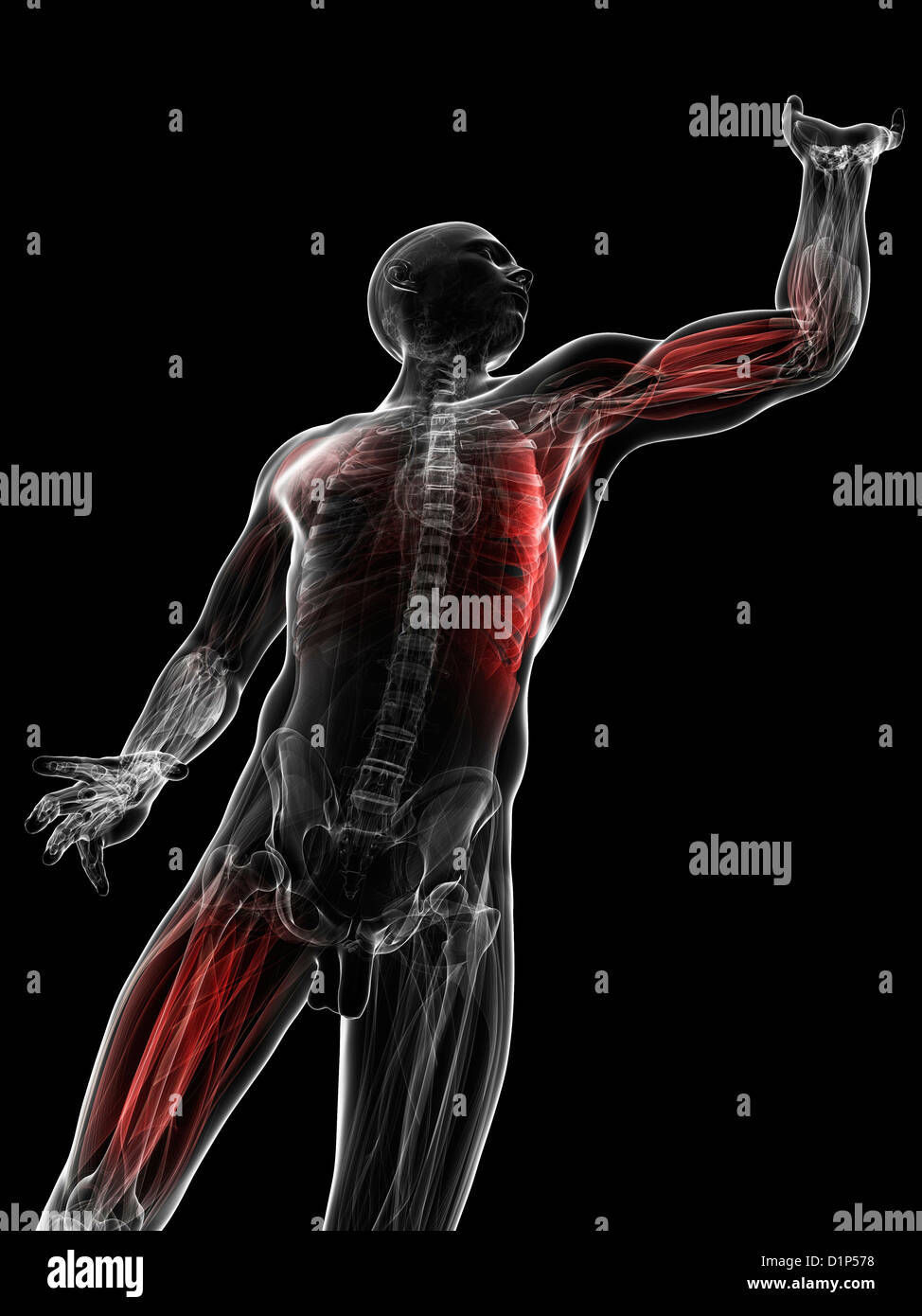 Male musculature, artwork Stock Photo - Alamy