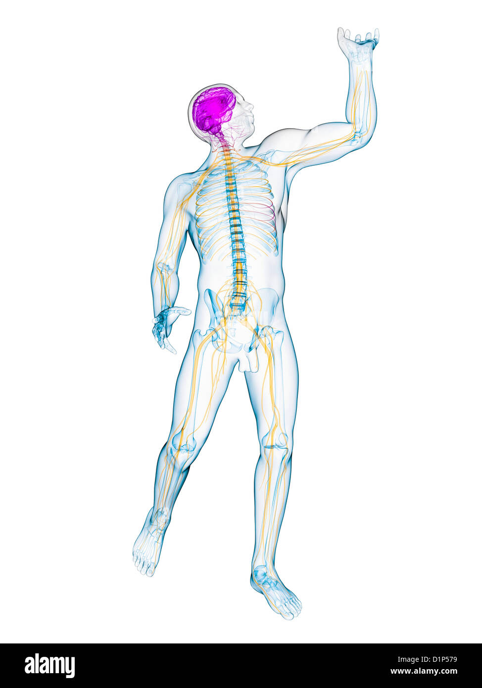 Nervous system Cut Out Stock Images & Pictures - Alamy