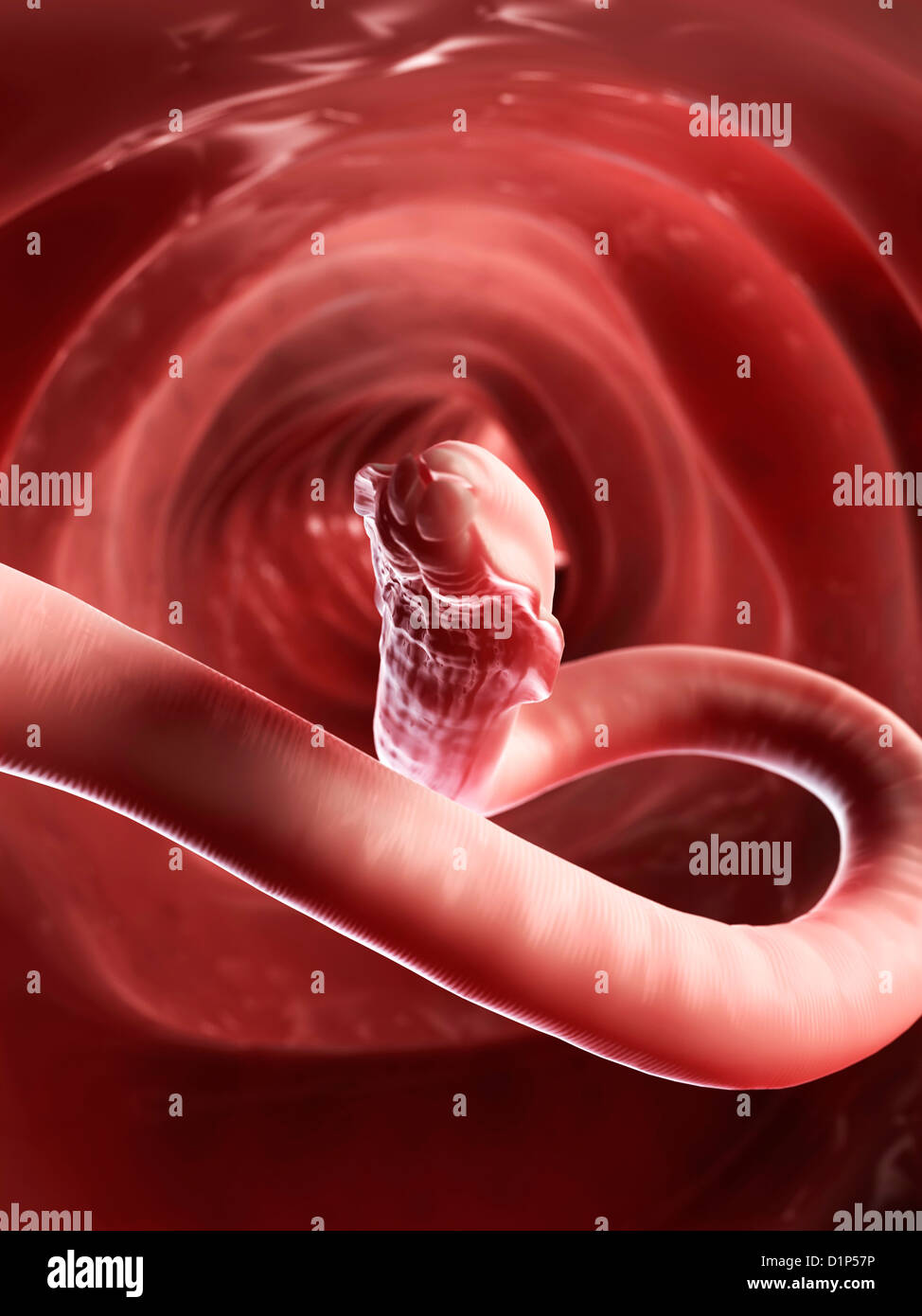 Roundworm hi-res stock photography and images - Alamy
