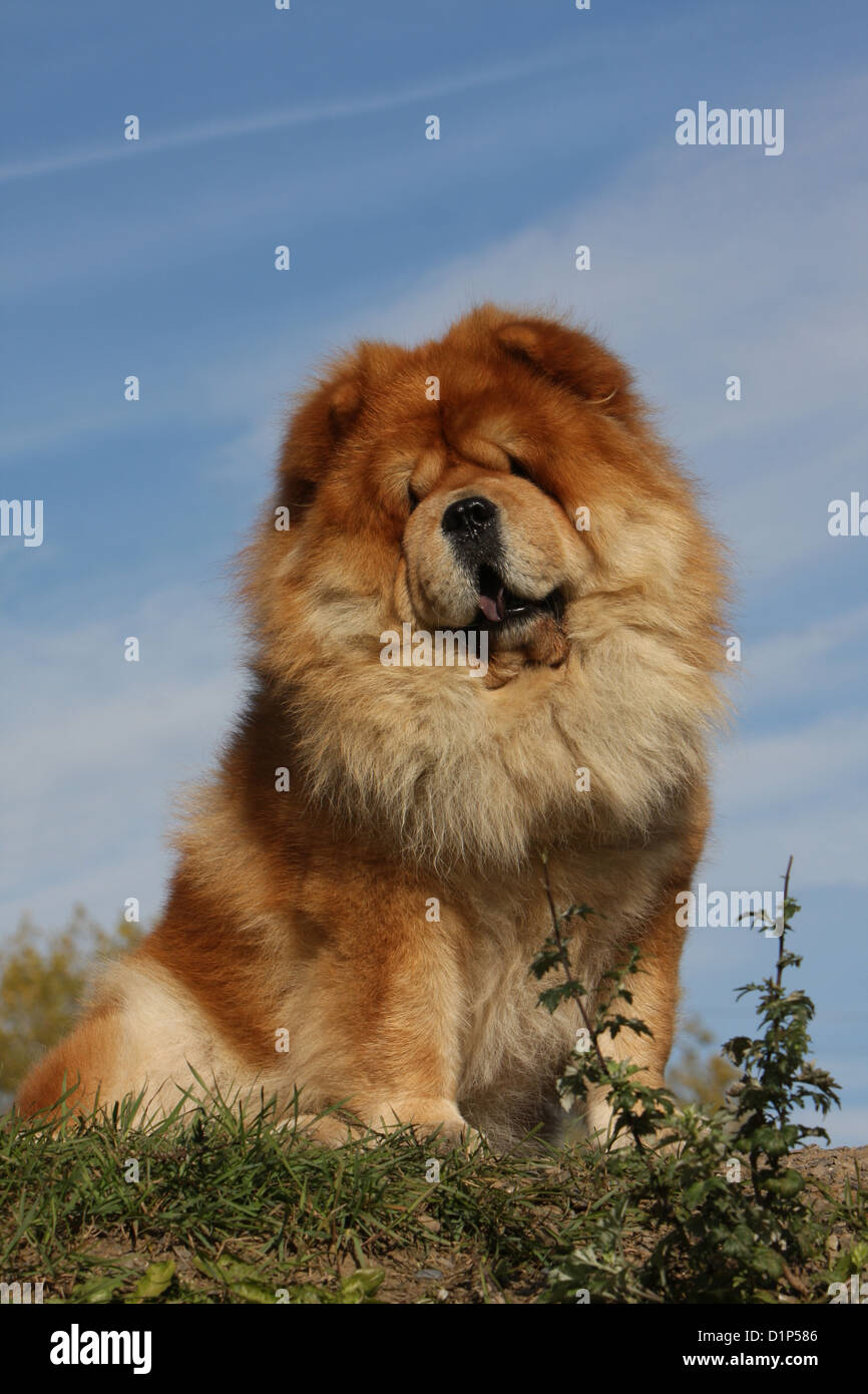 Sitting chow chow hi-res stock photography and images - Alamy