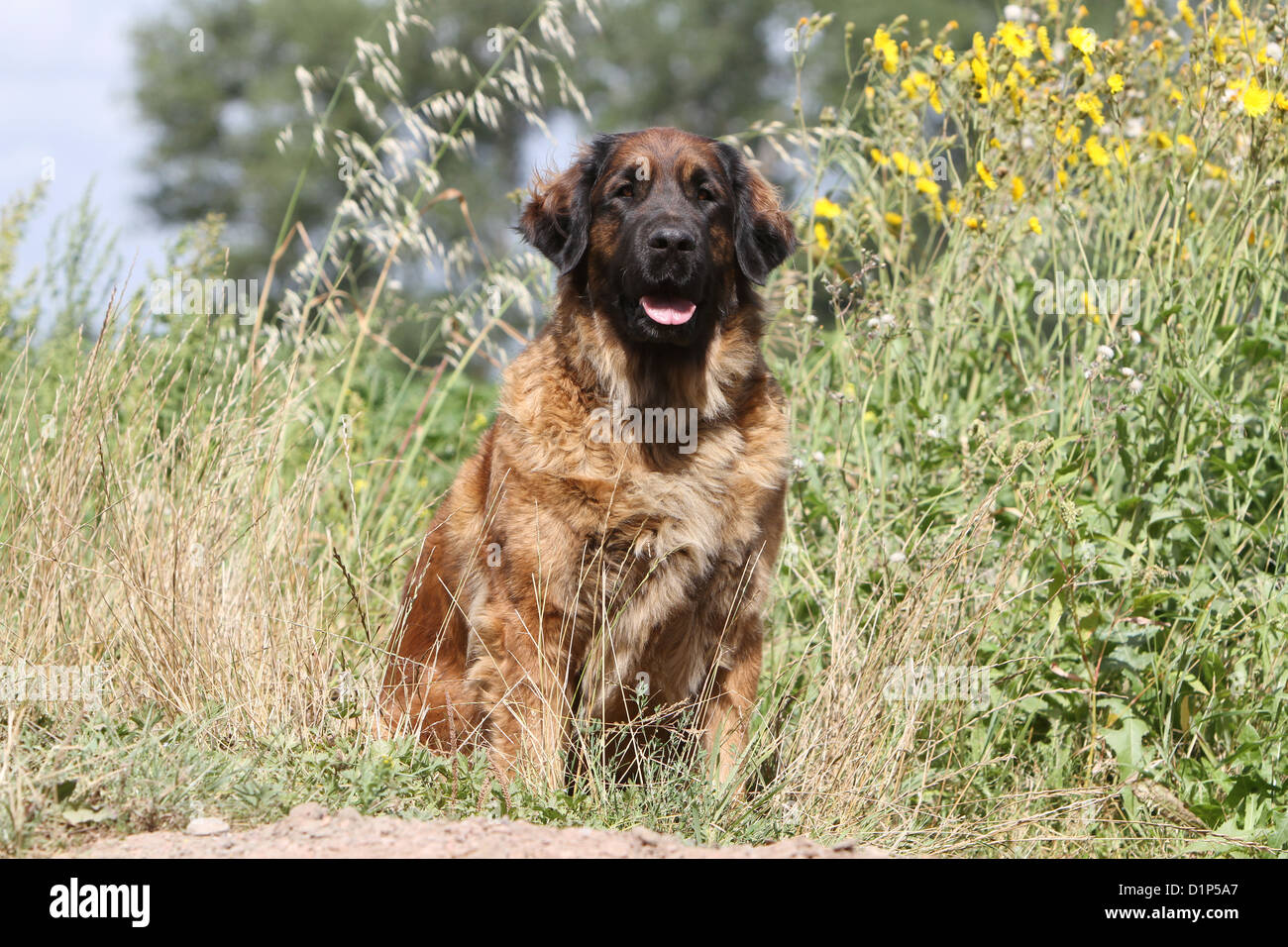 Leonberger lion dogs hi-res stock photography and images - Alamy