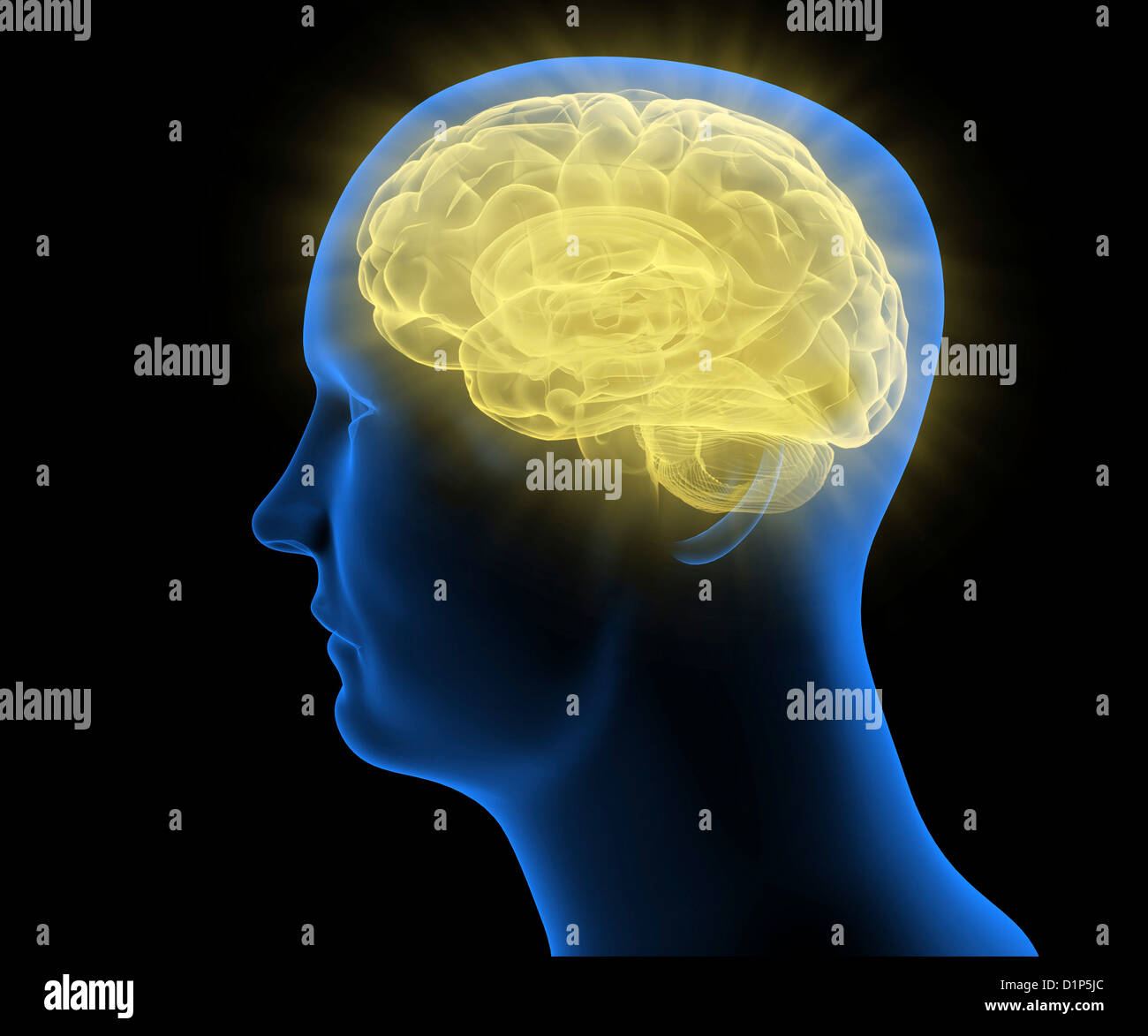 Half human brain hi-res stock photography and images - Alamy
