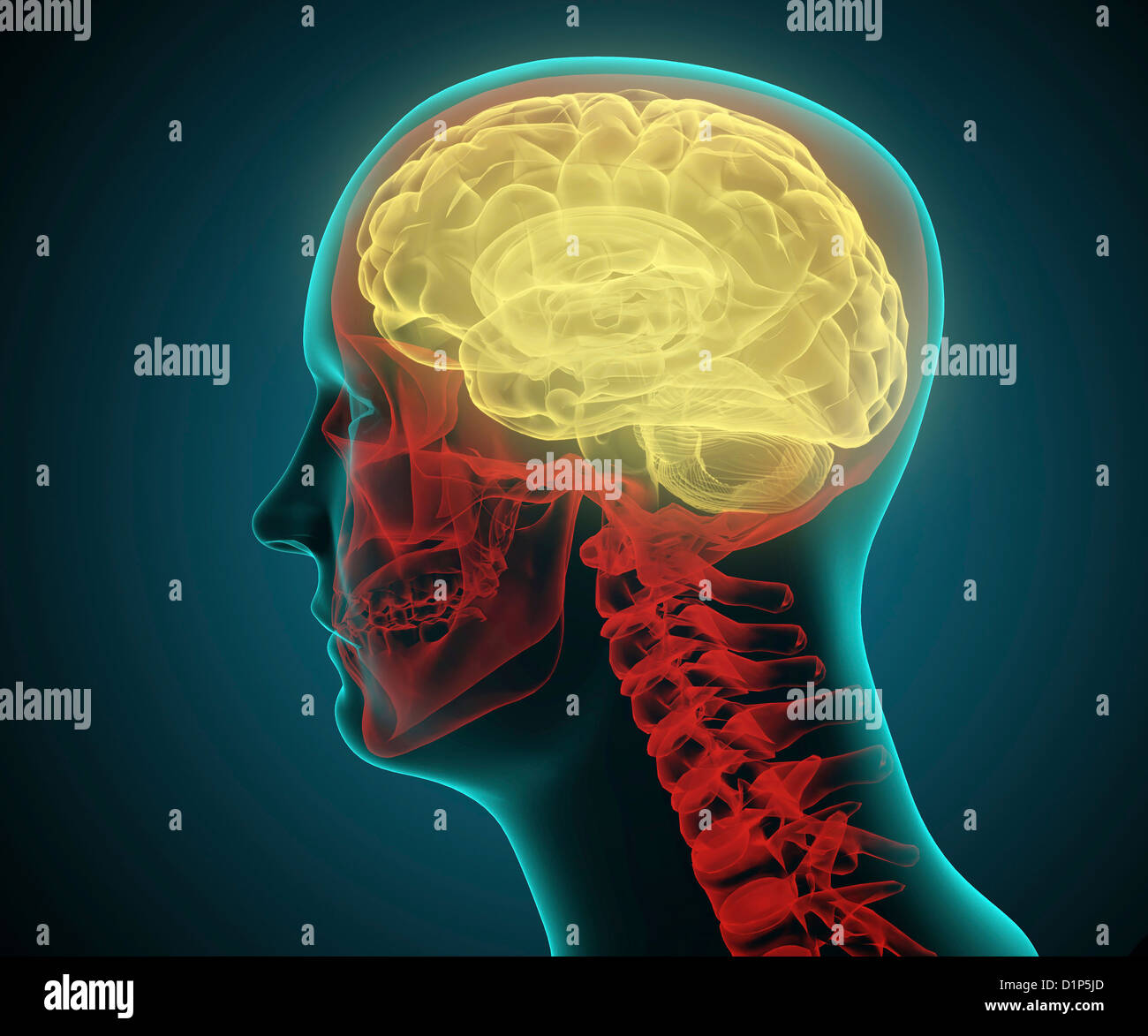 Half human brain hi-res stock photography and images - Alamy