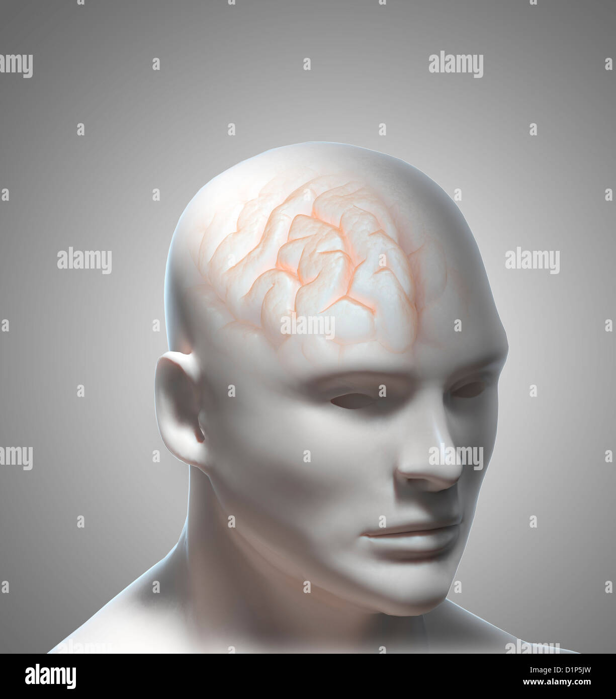 Human brain, artwork Stock Photo - Alamy