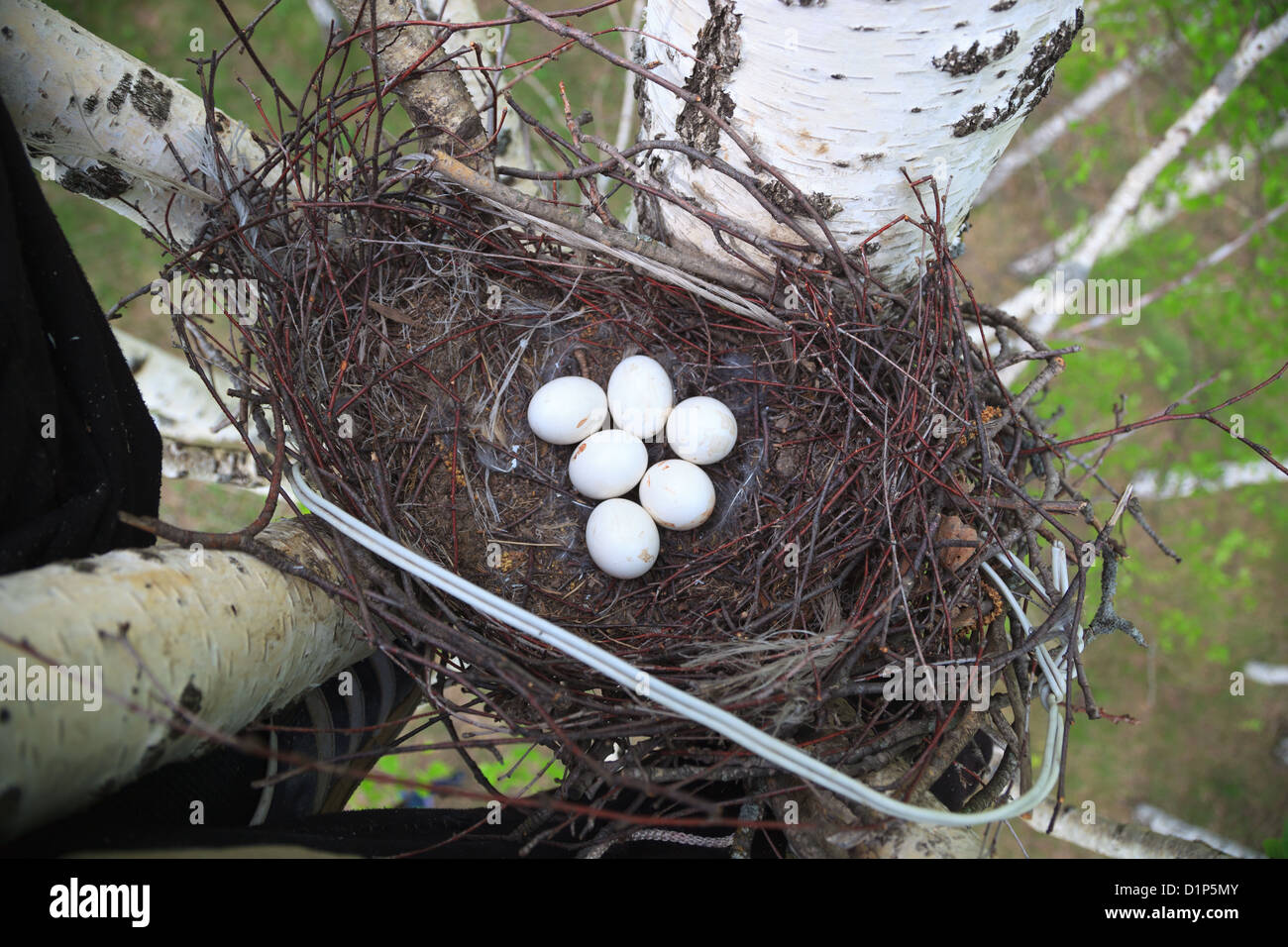 Owl eggs hi-res stock photography and images - Alamy