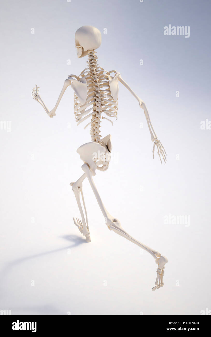 Running skeleton, artwork Stock Photo - Alamy