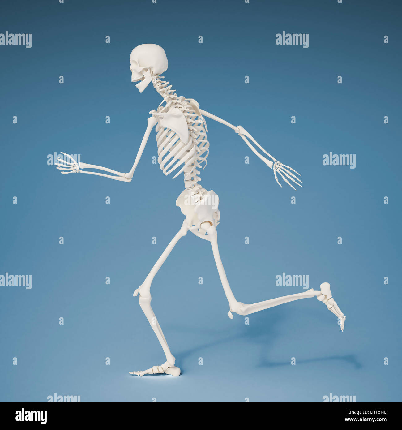 Running skeleton, artwork Stock Photo - Alamy