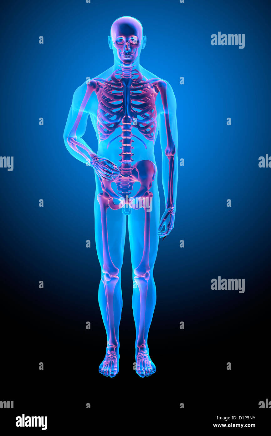 Internal Bone Structure High Resolution Stock Photography and Images ...