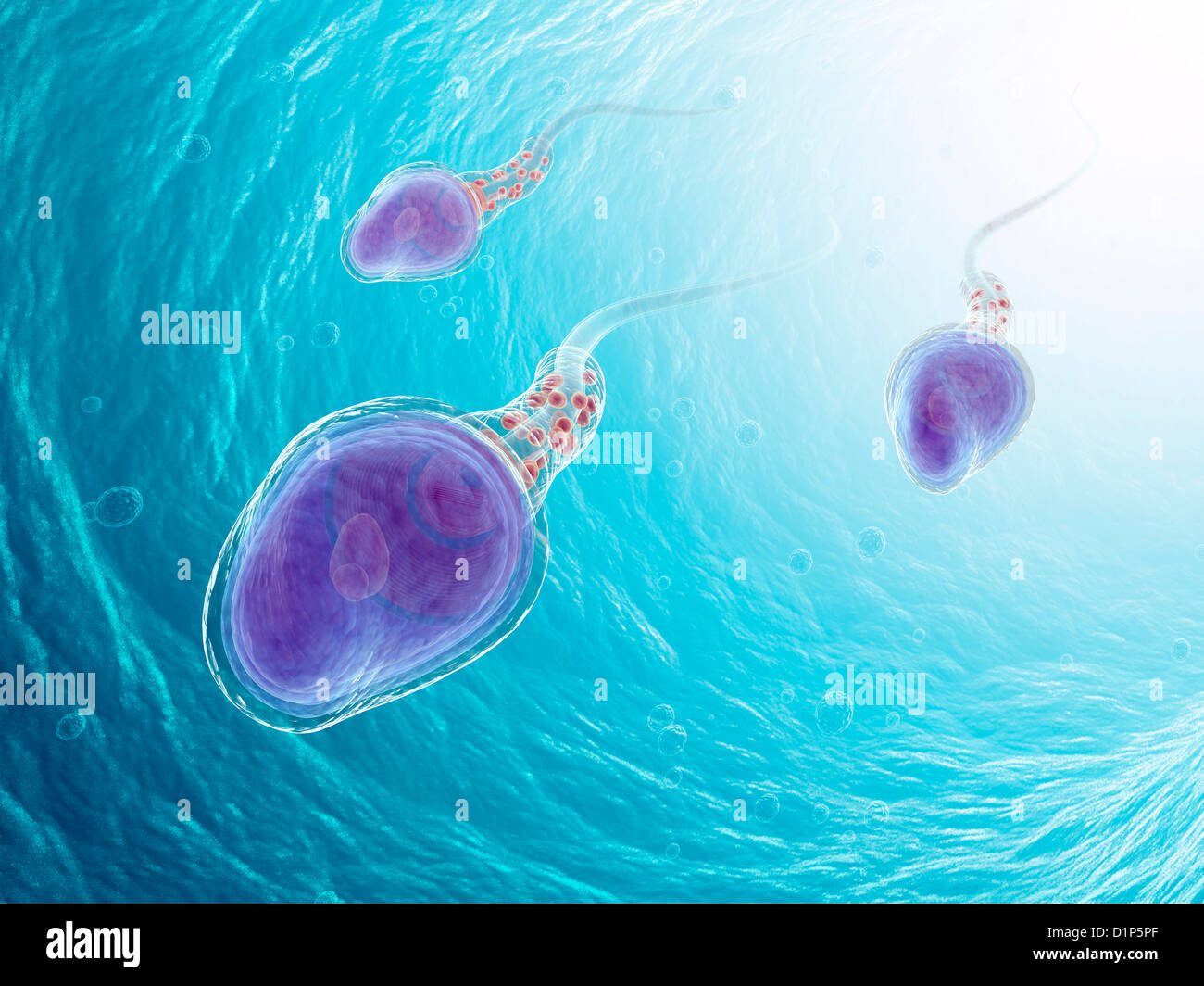 Human sperm cells, artwork Stock Photo - Alamy