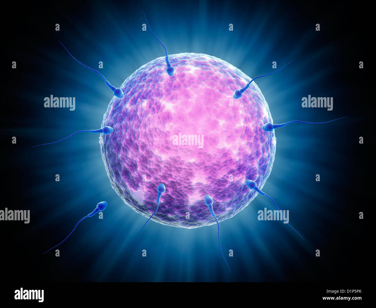 Fertilisation artwork hi-res stock photography and images - Alamy