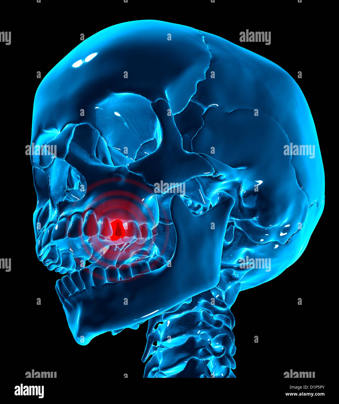 Side angle skull hi-res stock photography and images - Alamy