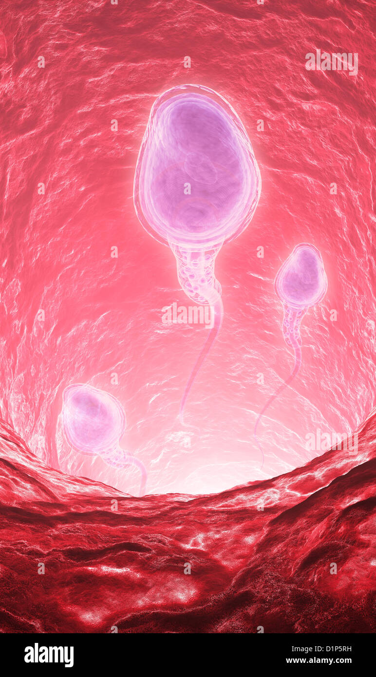 Reproduction of human cells hi-res stock photography and images - Alamy