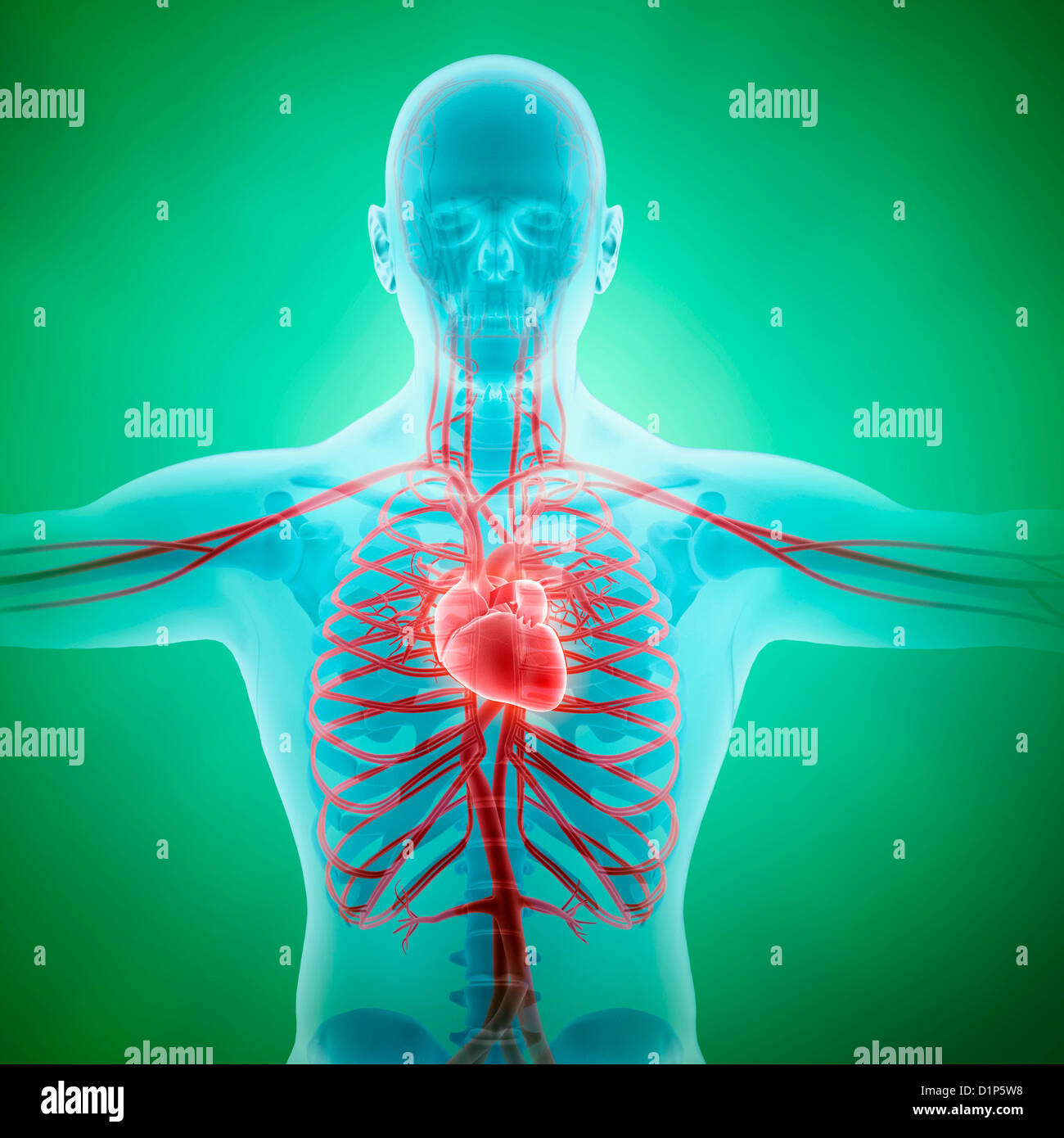 Healthy system hi-res stock photography and images - Alamy