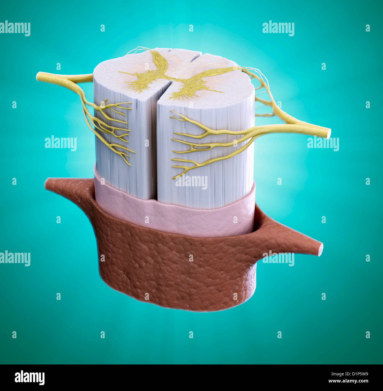 Human Spinal Cord High Resolution Stock Photography and Images - Alamy