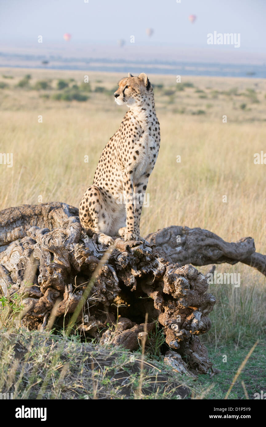 Cheetah on tree Stock Photo - Alamy