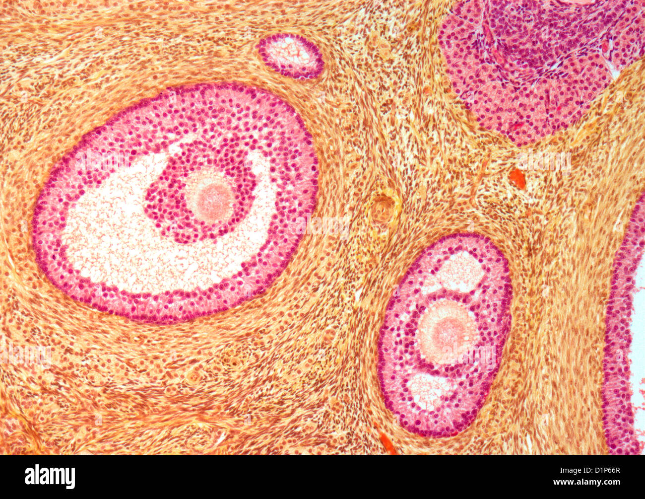 Human ovary micrograph hi-res stock photography and images - Alamy