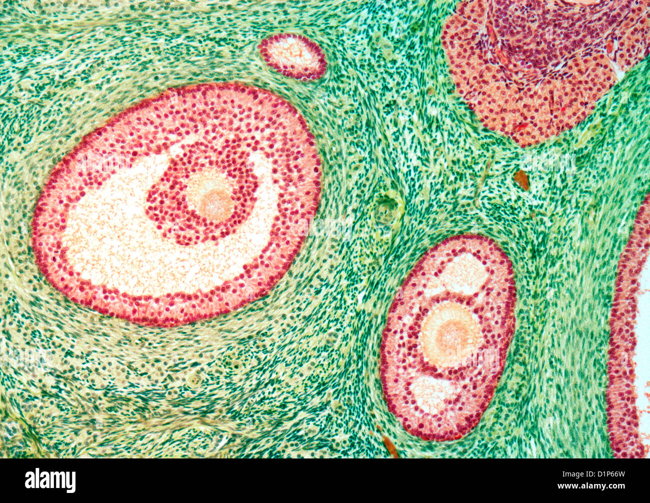 Ovary micrograph hi-res stock photography and images - Alamy