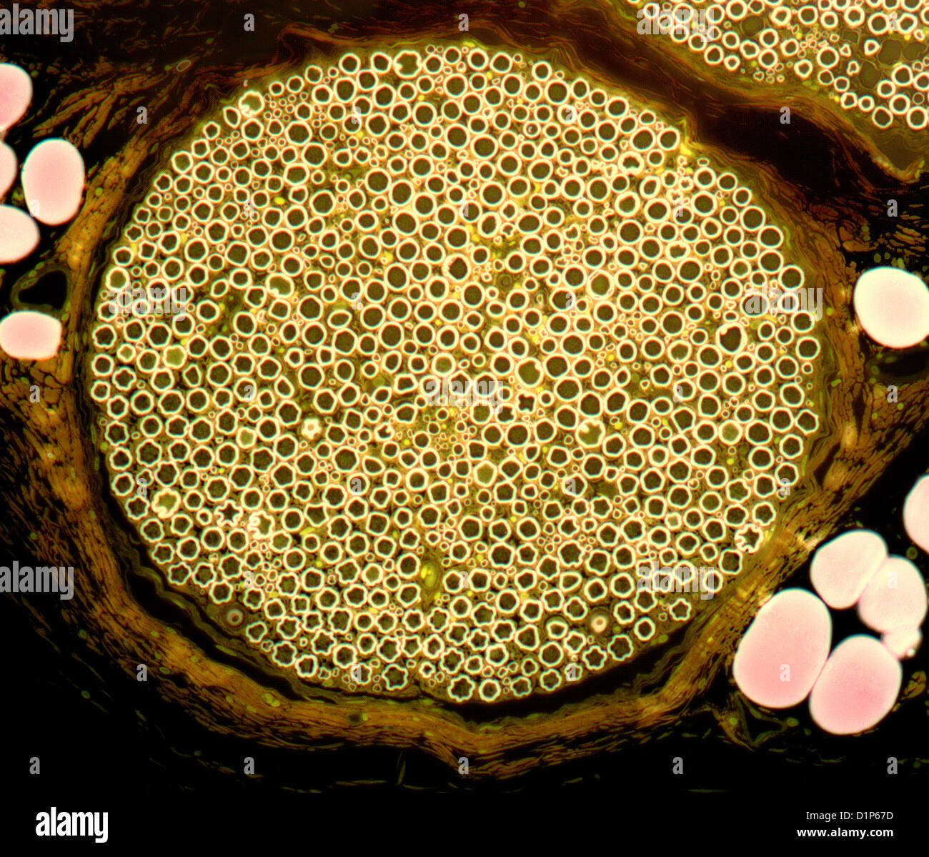 Micrograph of human nerve cell hi-res stock photography and images - Alamy