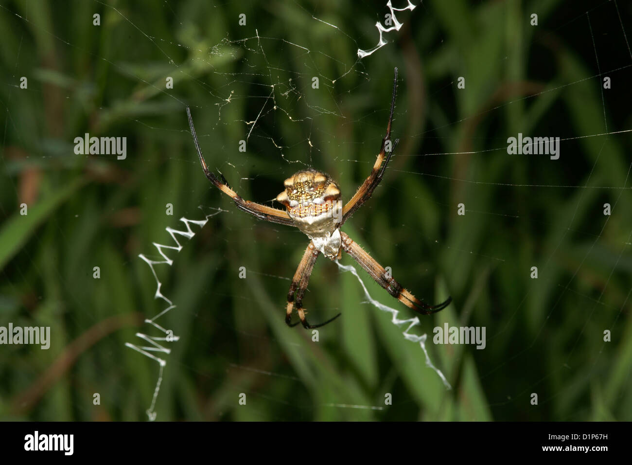 Golden brown abdomen hi-res stock photography and images - Alamy