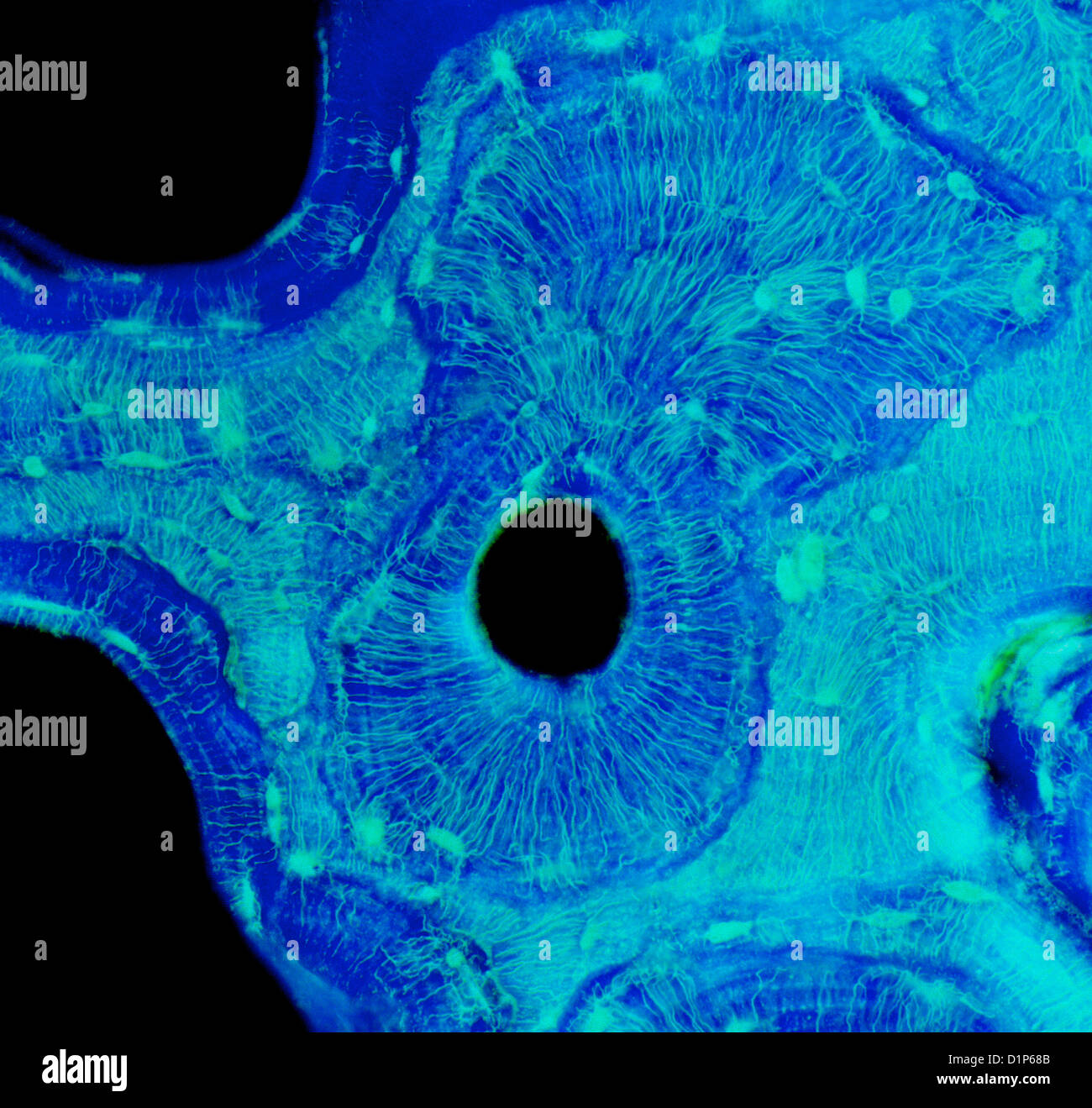 Compact bone hi-res stock photography and images - Alamy