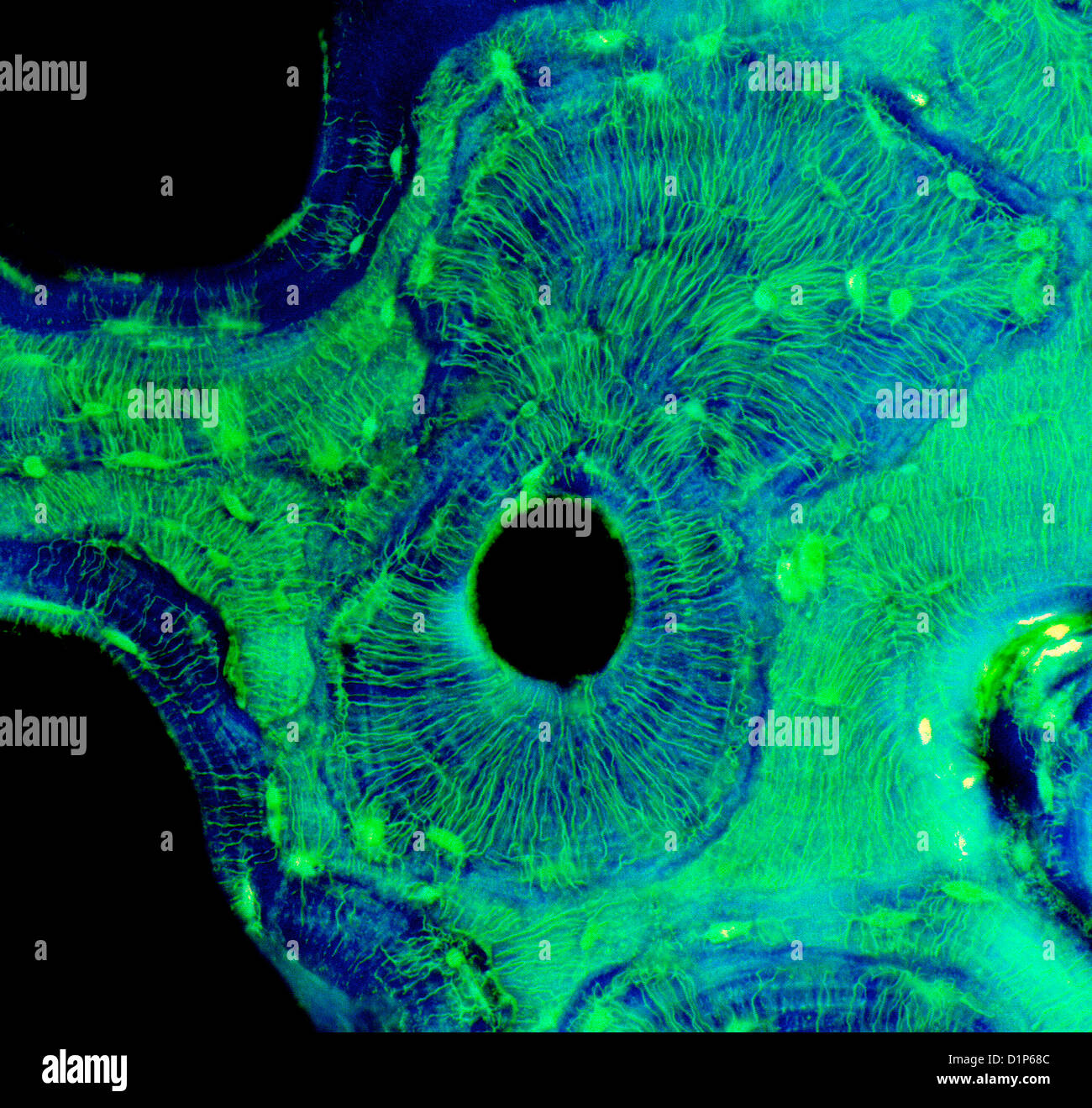 Compact bone, light micrograph Stock Photo - Alamy
