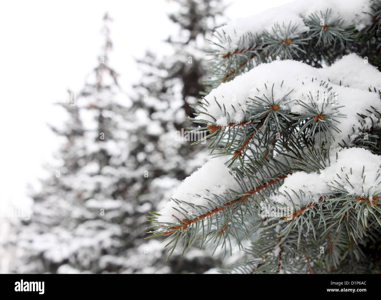 spruce trees at winter Stock Photo - Alamy