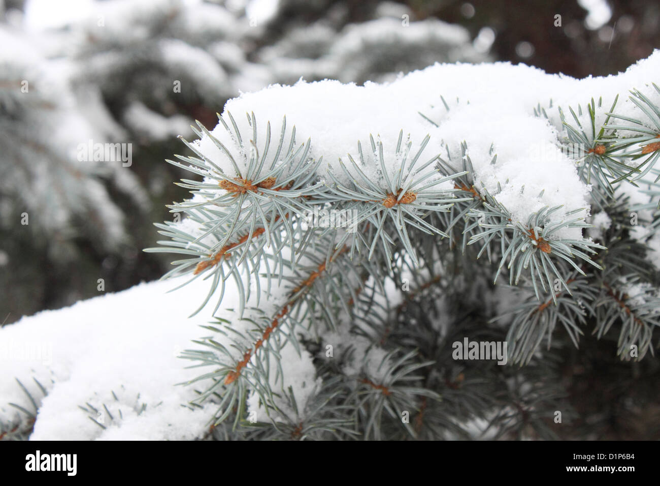snow on branches of spruce tree Stock Photo - Alamy