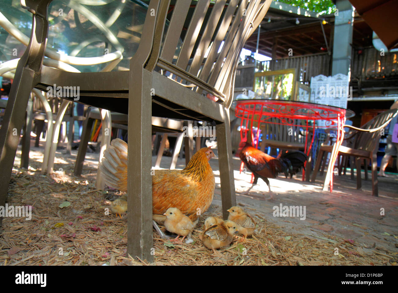 Mo hen hi-res stock photography and images - Alamy