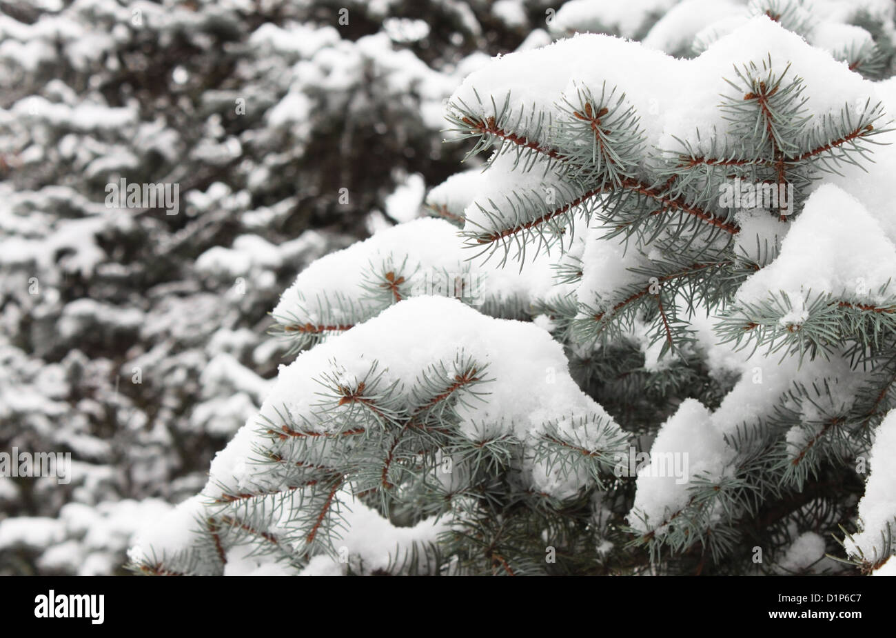 snow on branches of spruce trees Stock Photo - Alamy