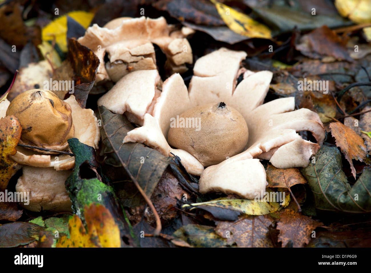 Collared Earth Star Geastrum triplex fruiting body Stock Photo - Alamy