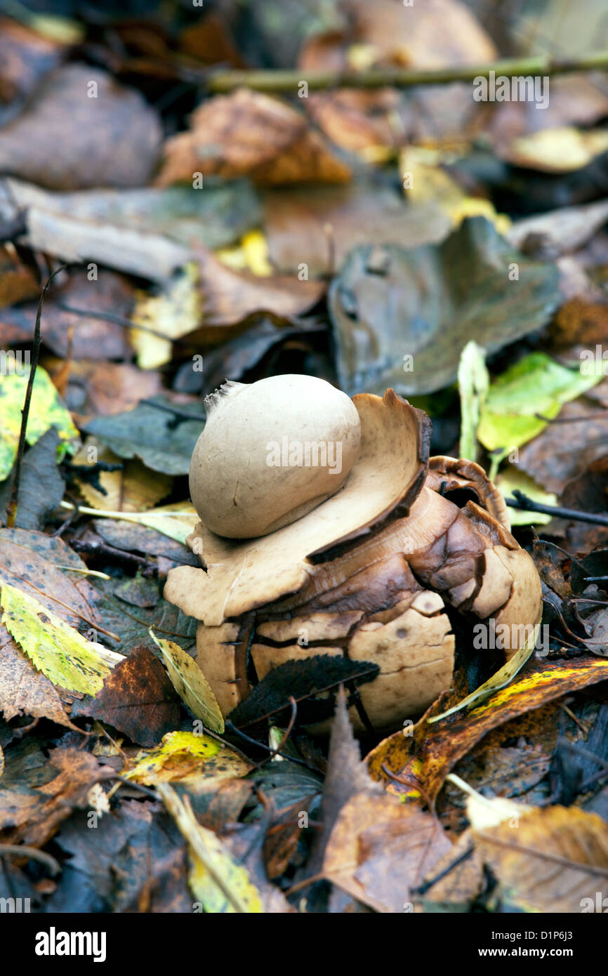 Collared Earth Star Geastrum triplex fruiting body Stock Photo - Alamy