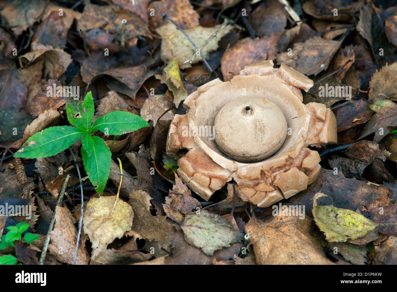Collared Earth Star Geastrum triplex fruiting body Stock Photo - Alamy
