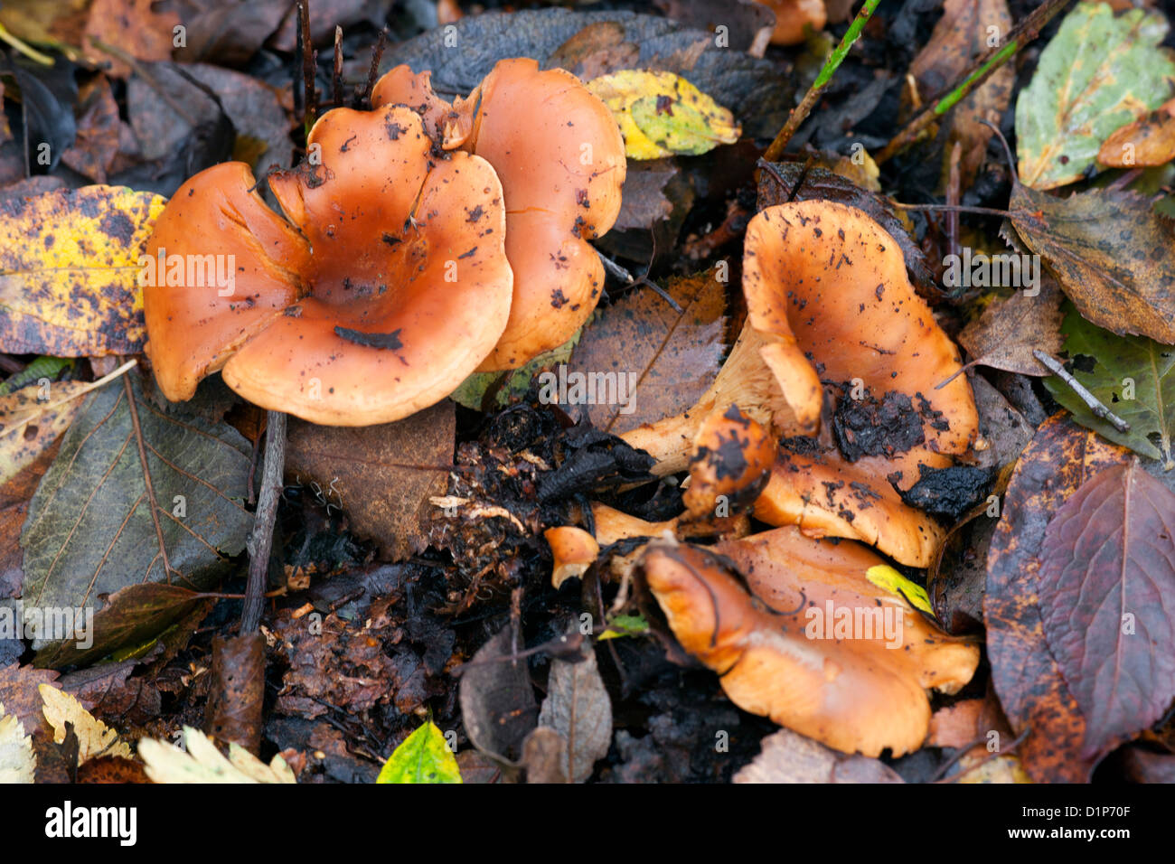Funnel leaf hi-res stock photography and images - Alamy