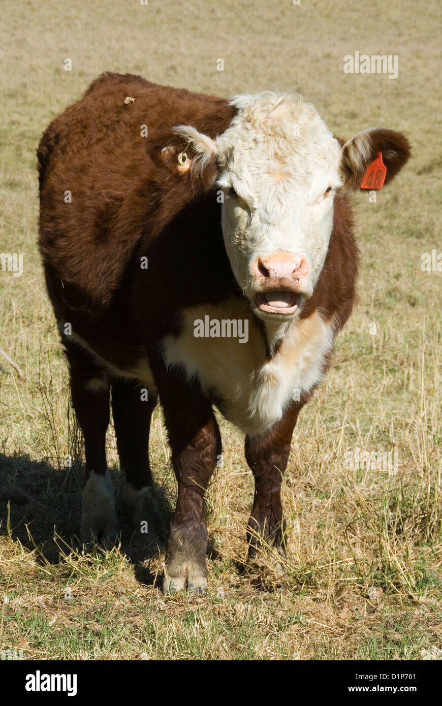 Hornless cattle hi-res stock photography and images - Alamy