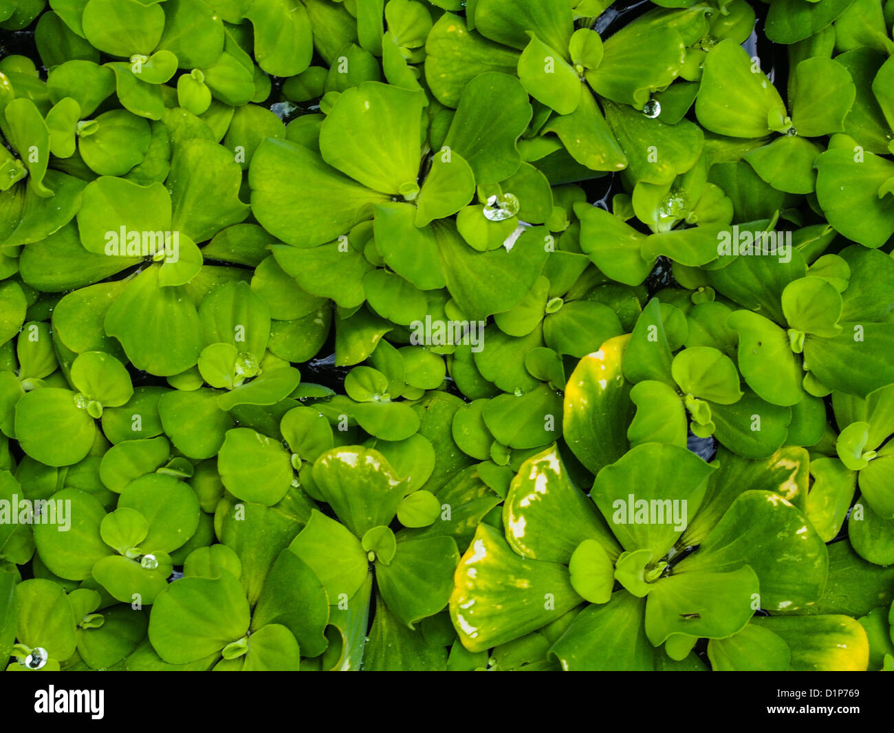 Green leaves in water, floating in the water Stock Photo - Alamy