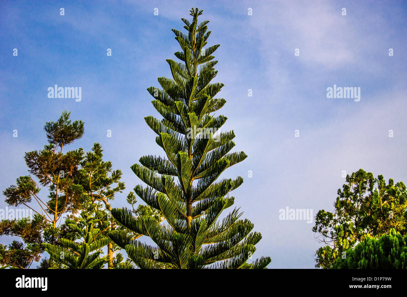 Beautiful blue sky and bright green trees Stock Photo - Alamy