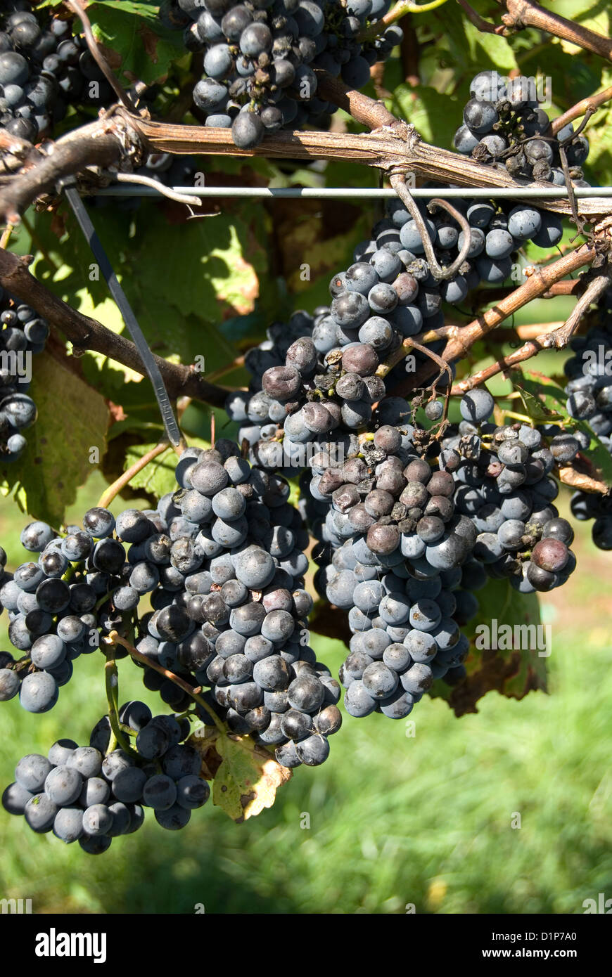 Grapes ready for harvest, growing in the vineyard, Southern Highlands ...
