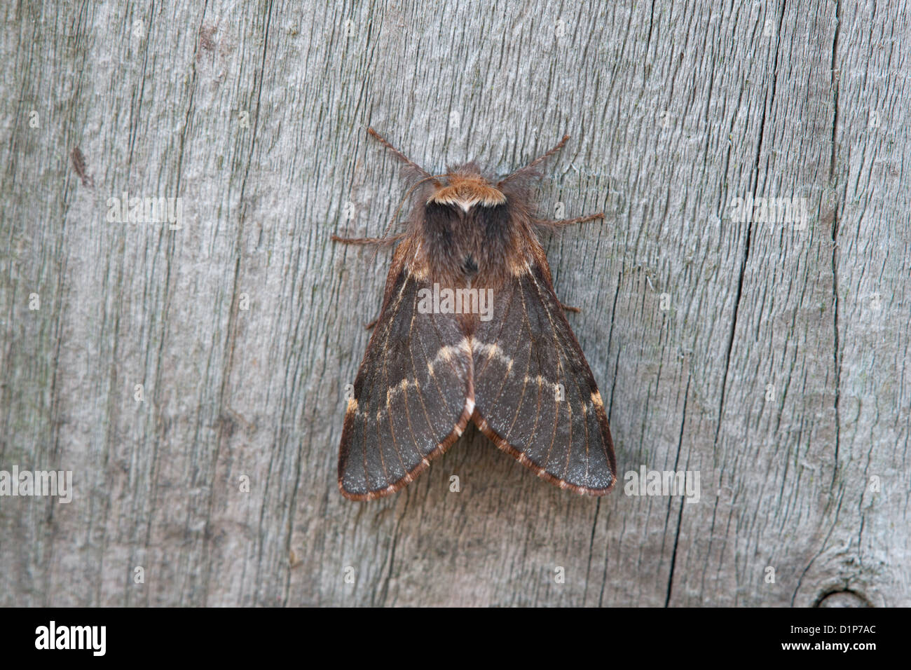 December moth hi-res stock photography and images - Alamy