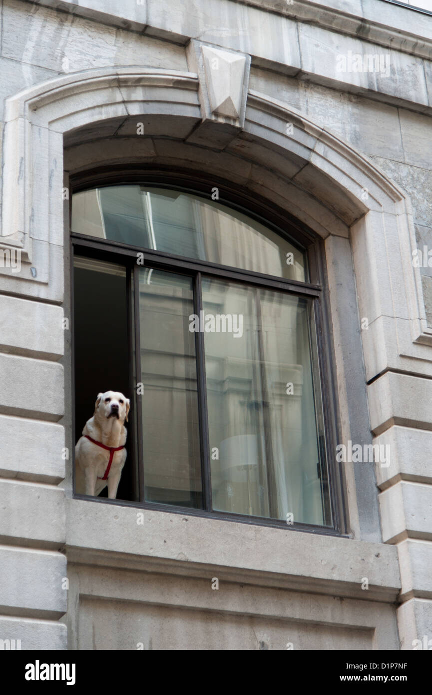 Low angle view of a dog looking through a window of a building, Ville ...