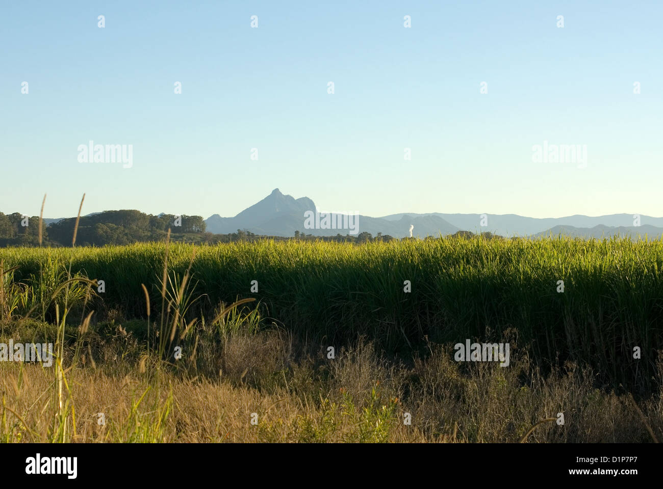 Sugar Cane Farm Stock Photo - Alamy