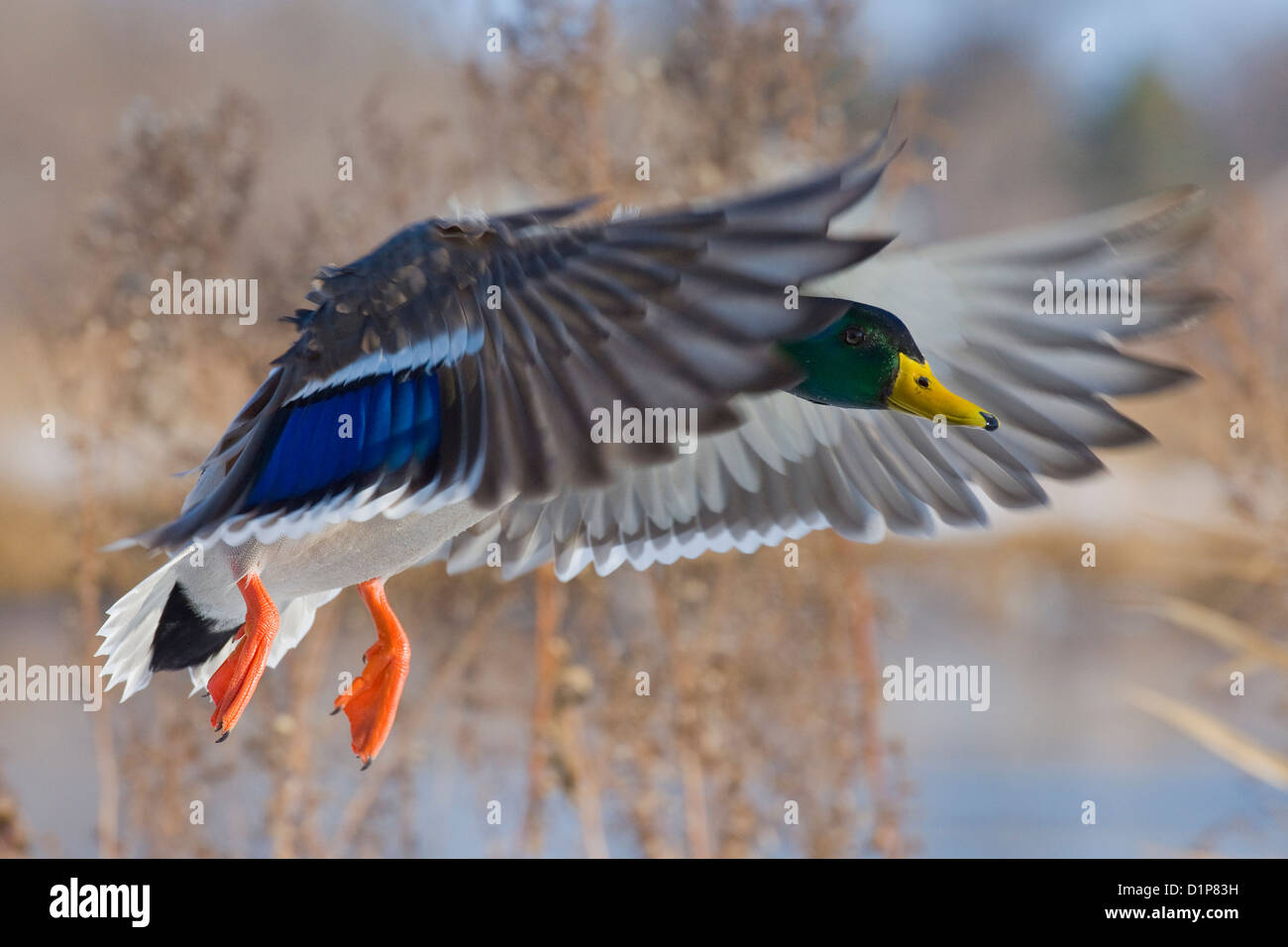 Mallard Drake in Flight Stock Photo - Alamy
