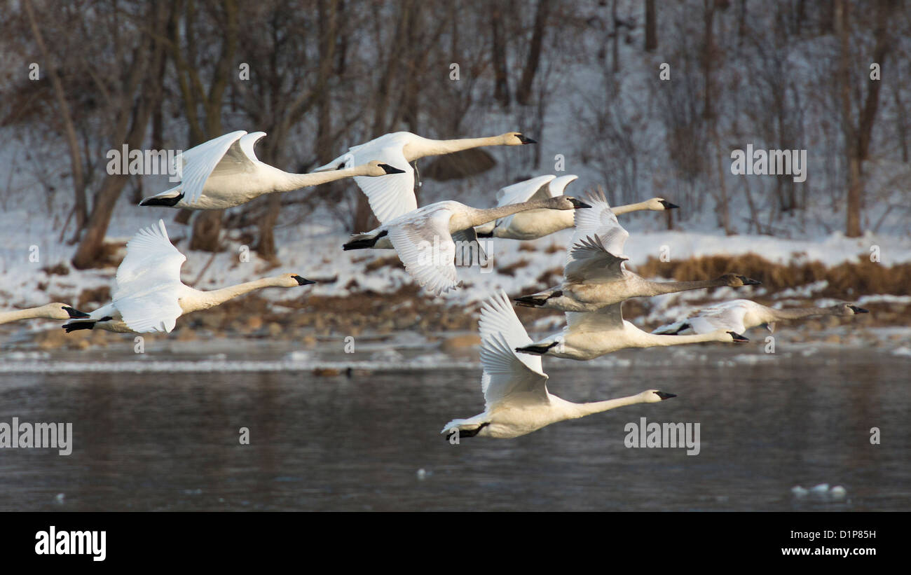 Trumpeter Swans in Flight Stock Photo - Alamy